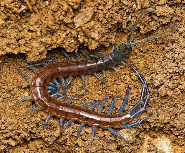 Rhysida – Ransomware Payload Analysis – YLabs